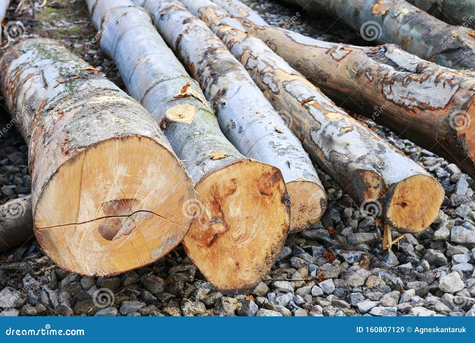 Tree felling in forest stock image. Image of felling - 160807129