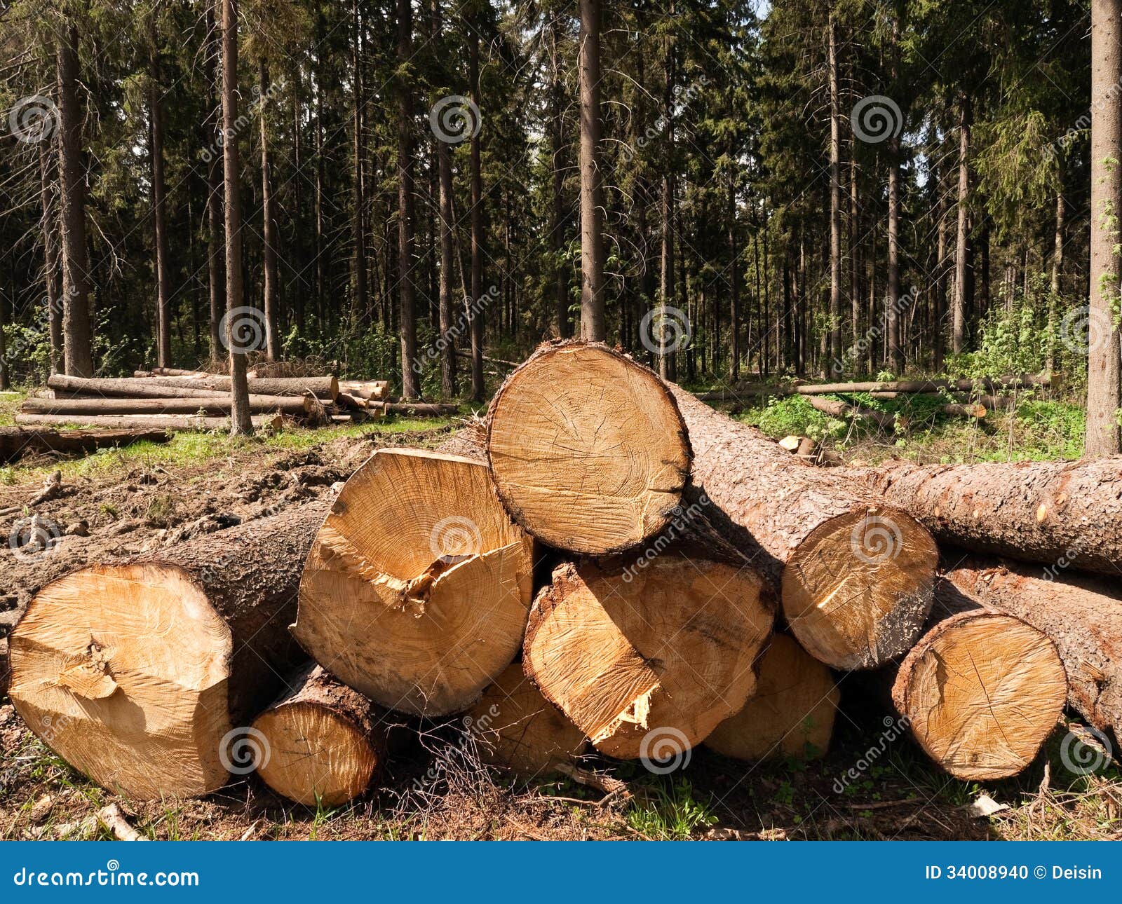 Tree felling stock photo. Image of green, trunk, leaf - 34008940