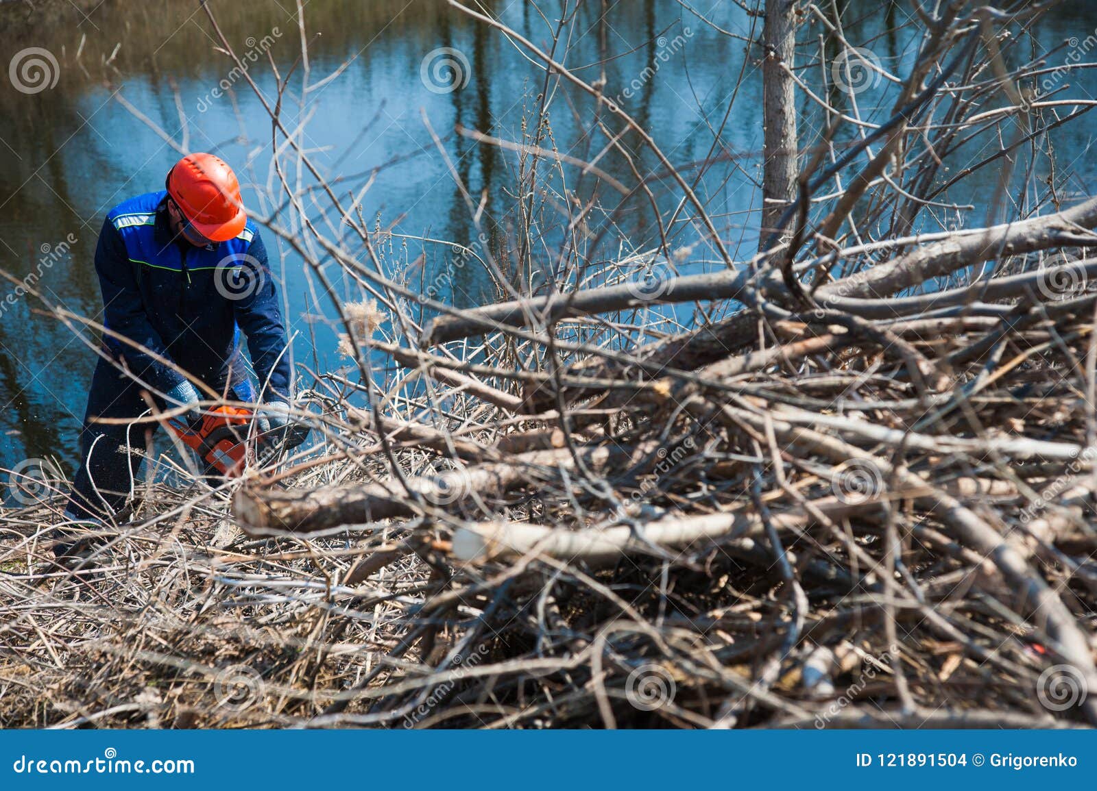 Tree Felling with a Large Chainsaw Stock Photo - Image of trimming ...
