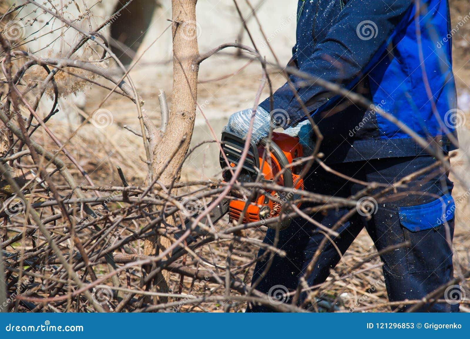 Tree Felling with a Large Chainsaw Stock Image - Image of wood, work ...