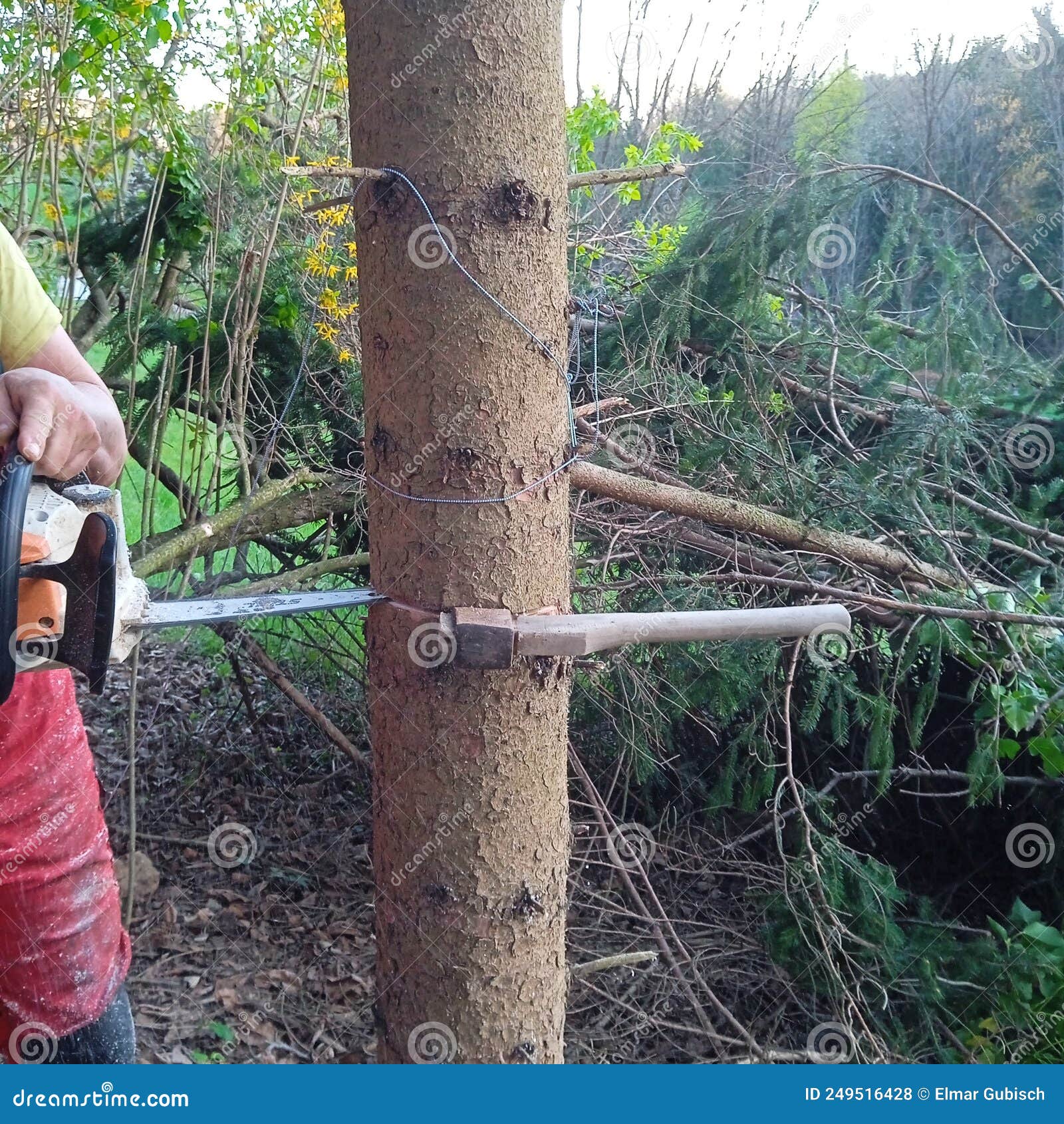 Tree Felling and Logging in the Forest Stock Photo - Image of work ...