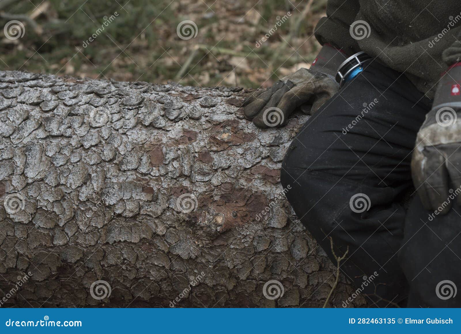 Tree Felling and Logging in the Forest Stock Image - Image of land ...