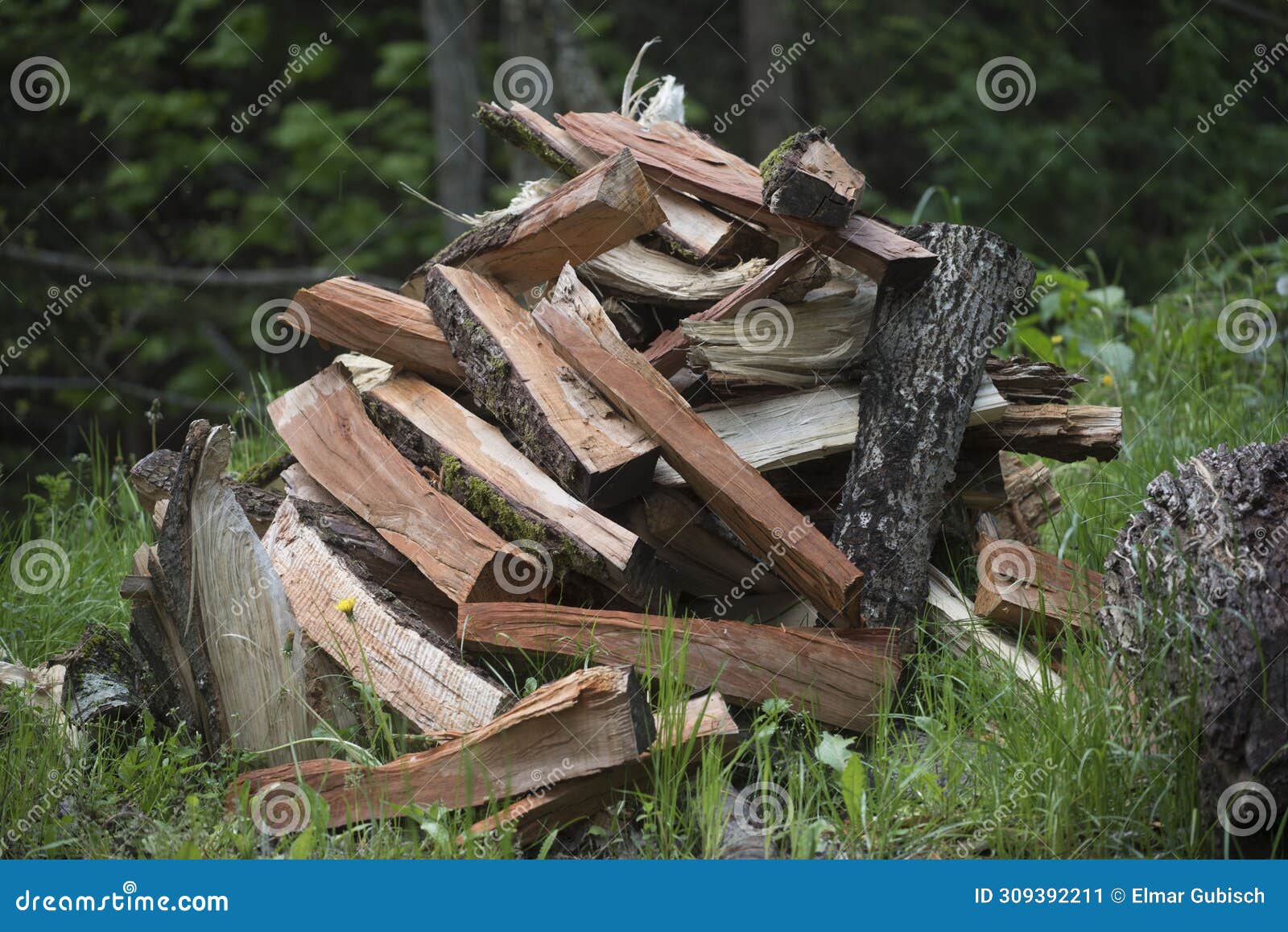Tree Felling and Logging in the Forest Stock Image - Image of ...