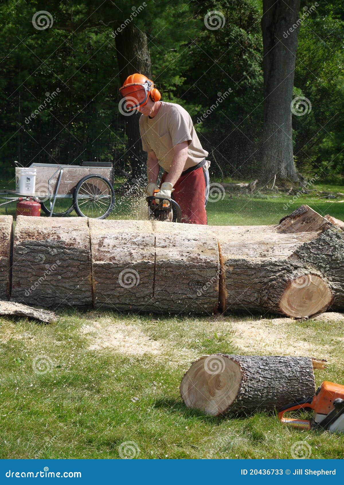 Tree Felling: Lumberjack Man Chainsawing Stock Image - Image of feller ...
