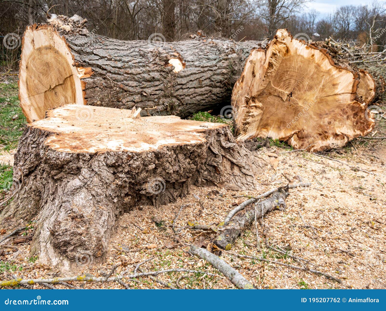 Tree Felling With A Large Chainsaw Cutting Into Tree Trunk Motion Blur ...