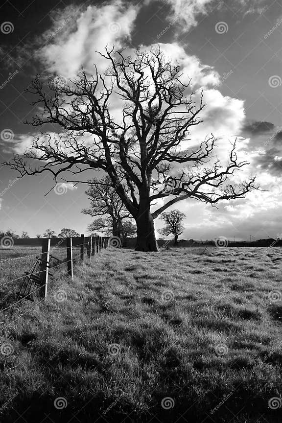 Tree and fence stock photo. Image of branch, black, grass - 10241460