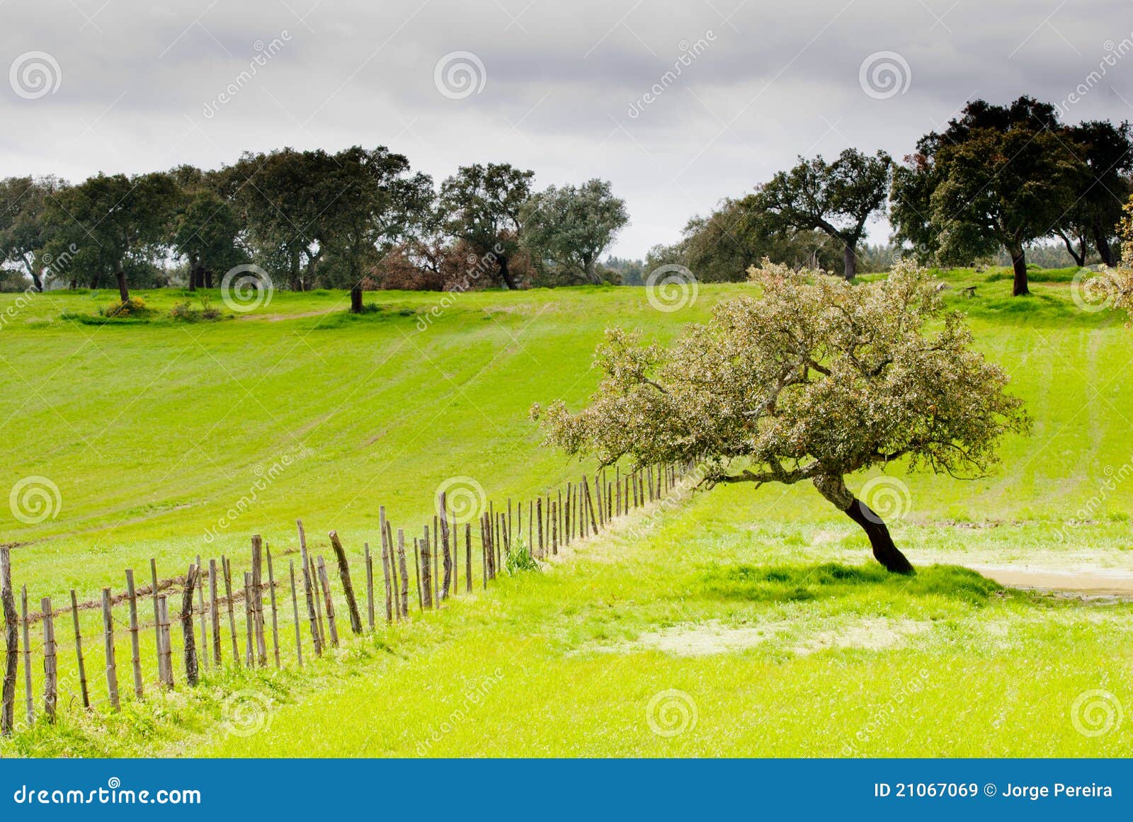 Tree and fence stock image. Image of wood, countryside - 21067069