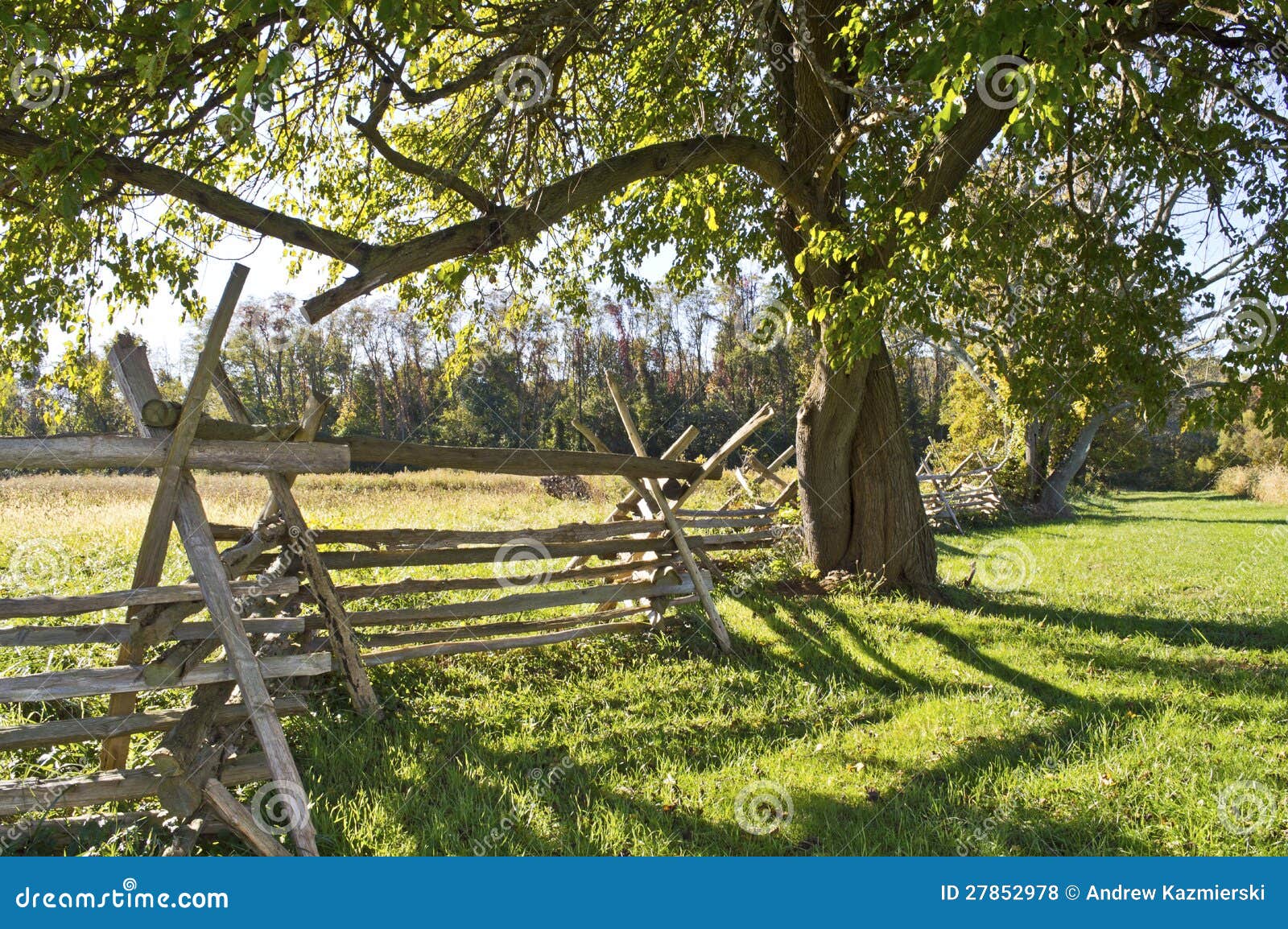 Tree and Fence stock photo. Image of field, wooden, historic - 27852978