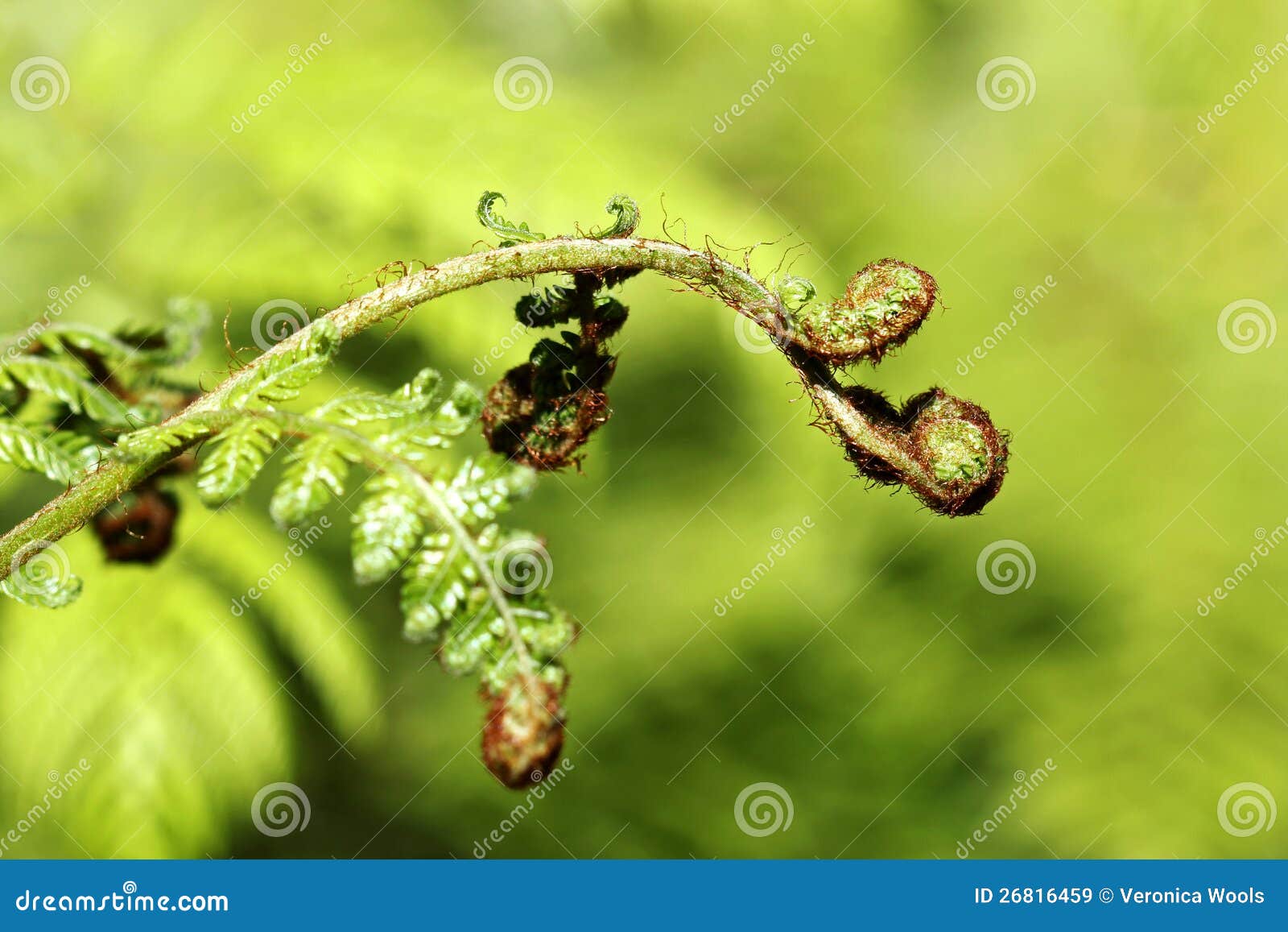 Tree Fern stock image. Image of springtime, rainforest - 26816459