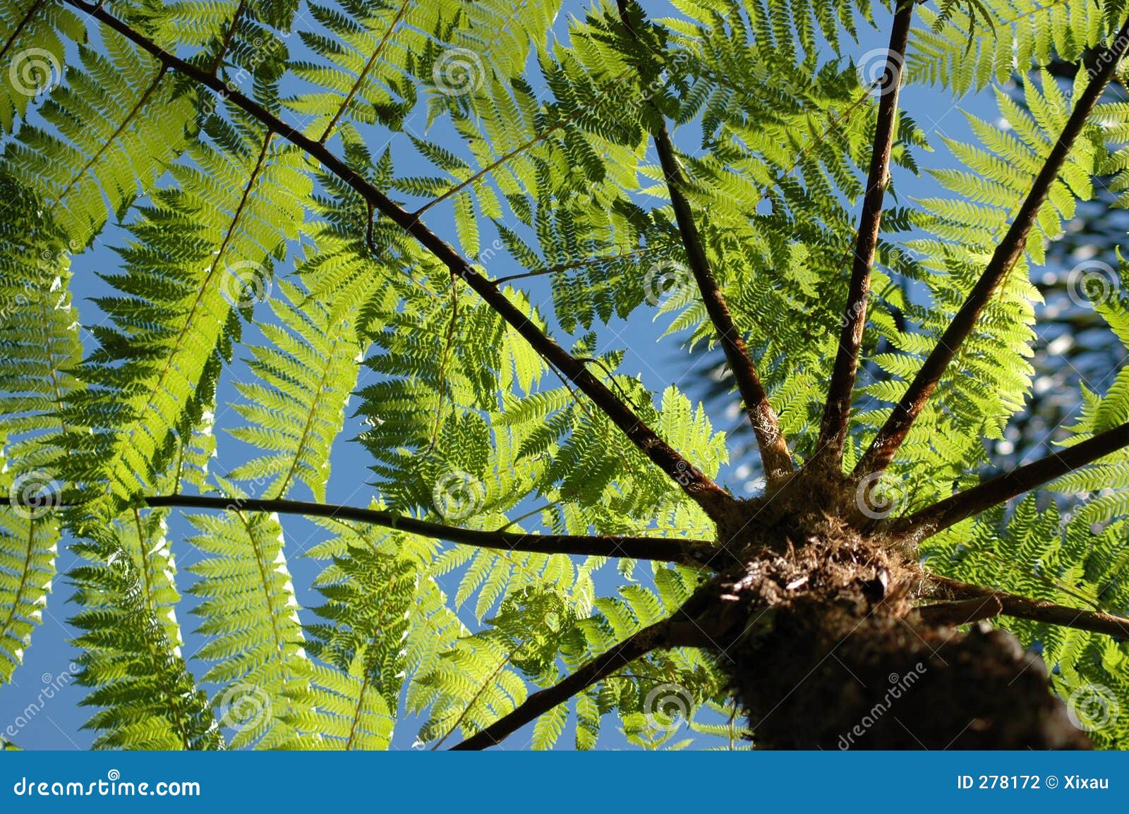 Tree Fern stock photo. Image of forest, trunk, green, queensland - 278172