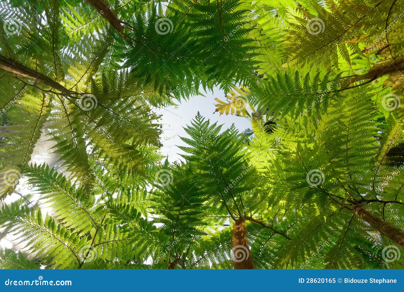 Tree fern stock image. Image of leaf, natural, growth - 28620165