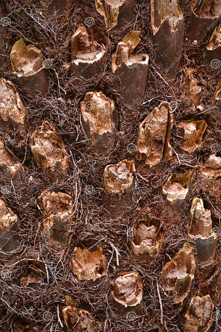 Tree Fern Bark stock photo. Image of antarctica, dickinsonia - 24969128