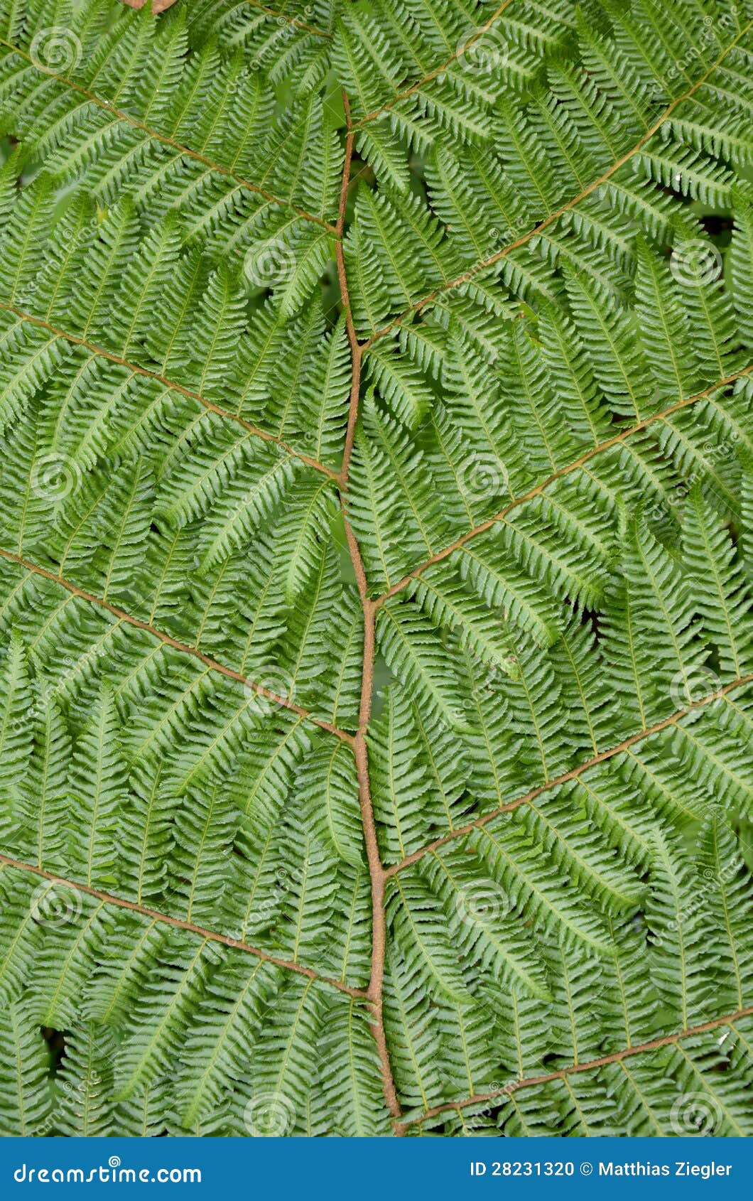 Tree fern detail stock photo. Image of ancient, closeup - 28231320