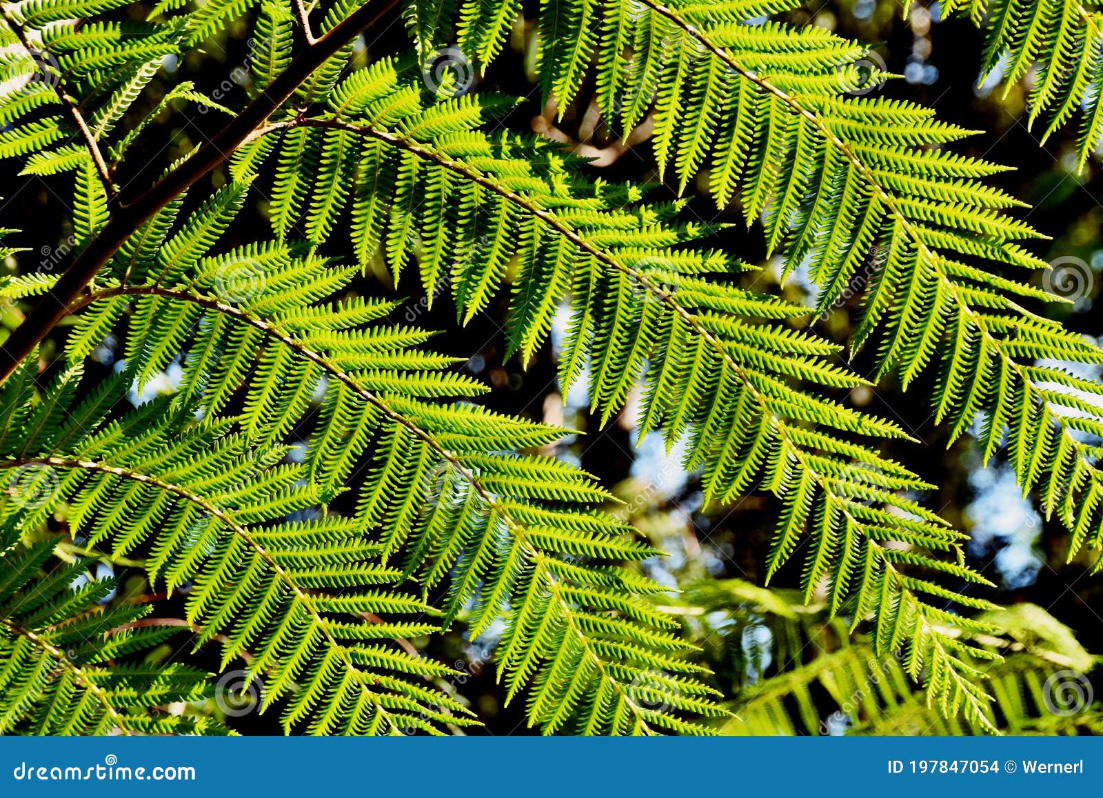 Tree fern leaves stock photo. Image of detail, south - 197847054