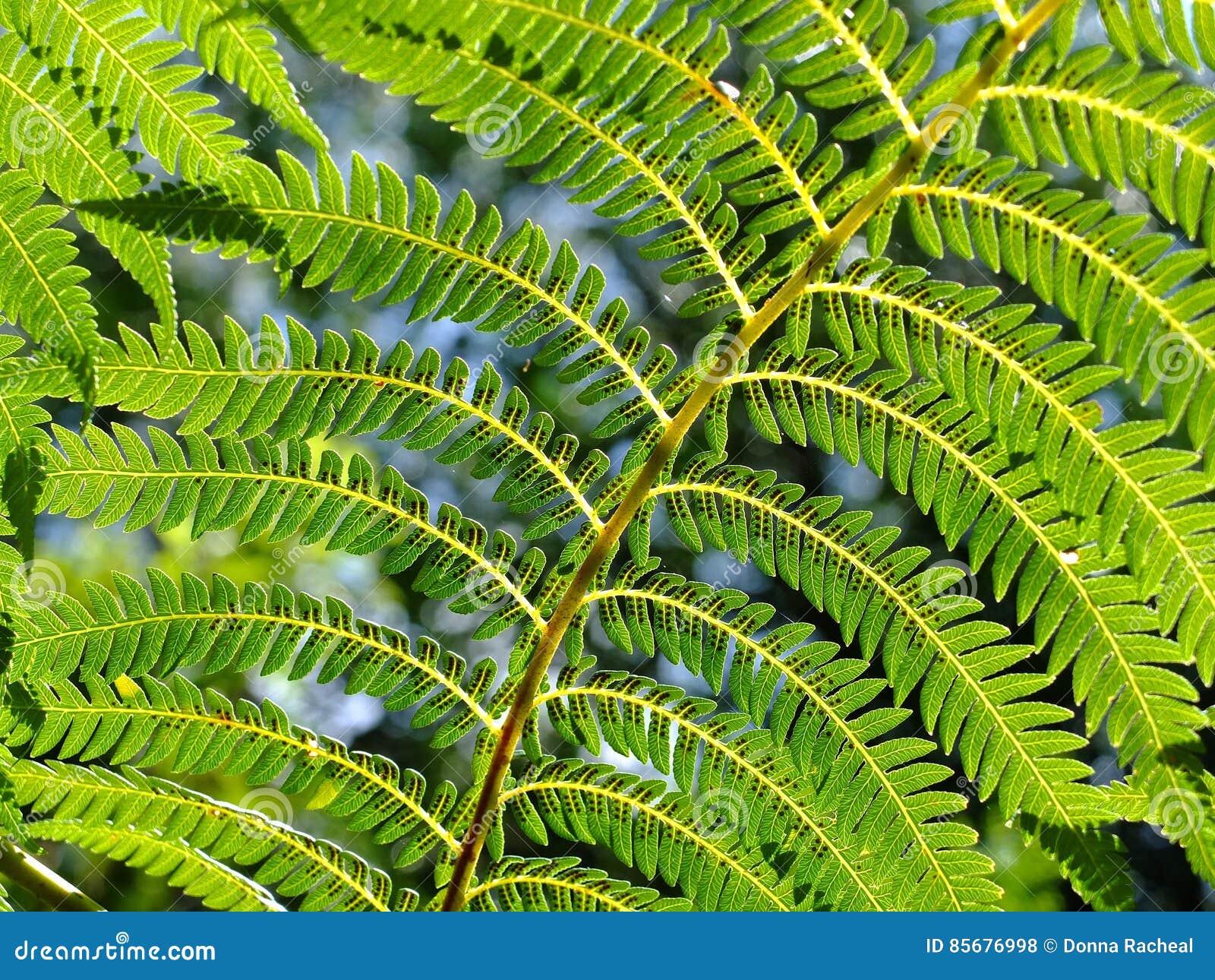 Tree fern leaves stock photo. Image of nature, texture - 85676998