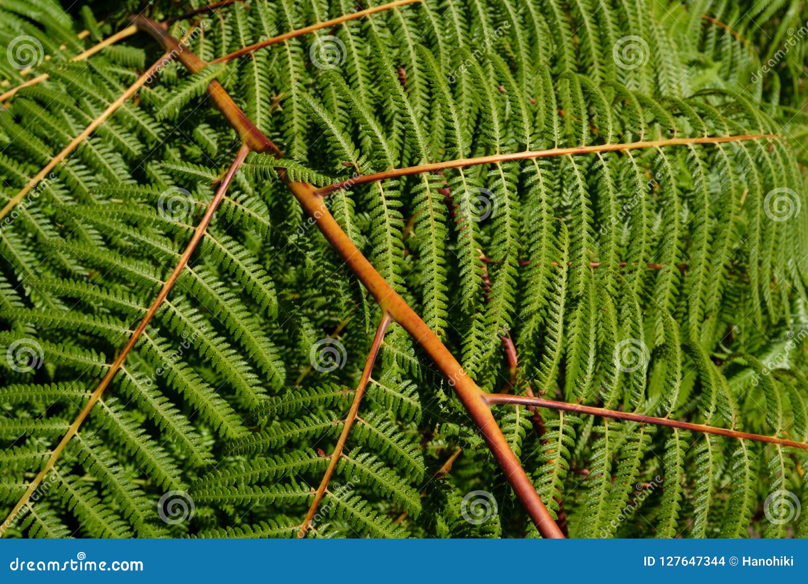 Tree Fern Mexican Tree Fern Leaves Closeup - Stock Photo - Image of ...