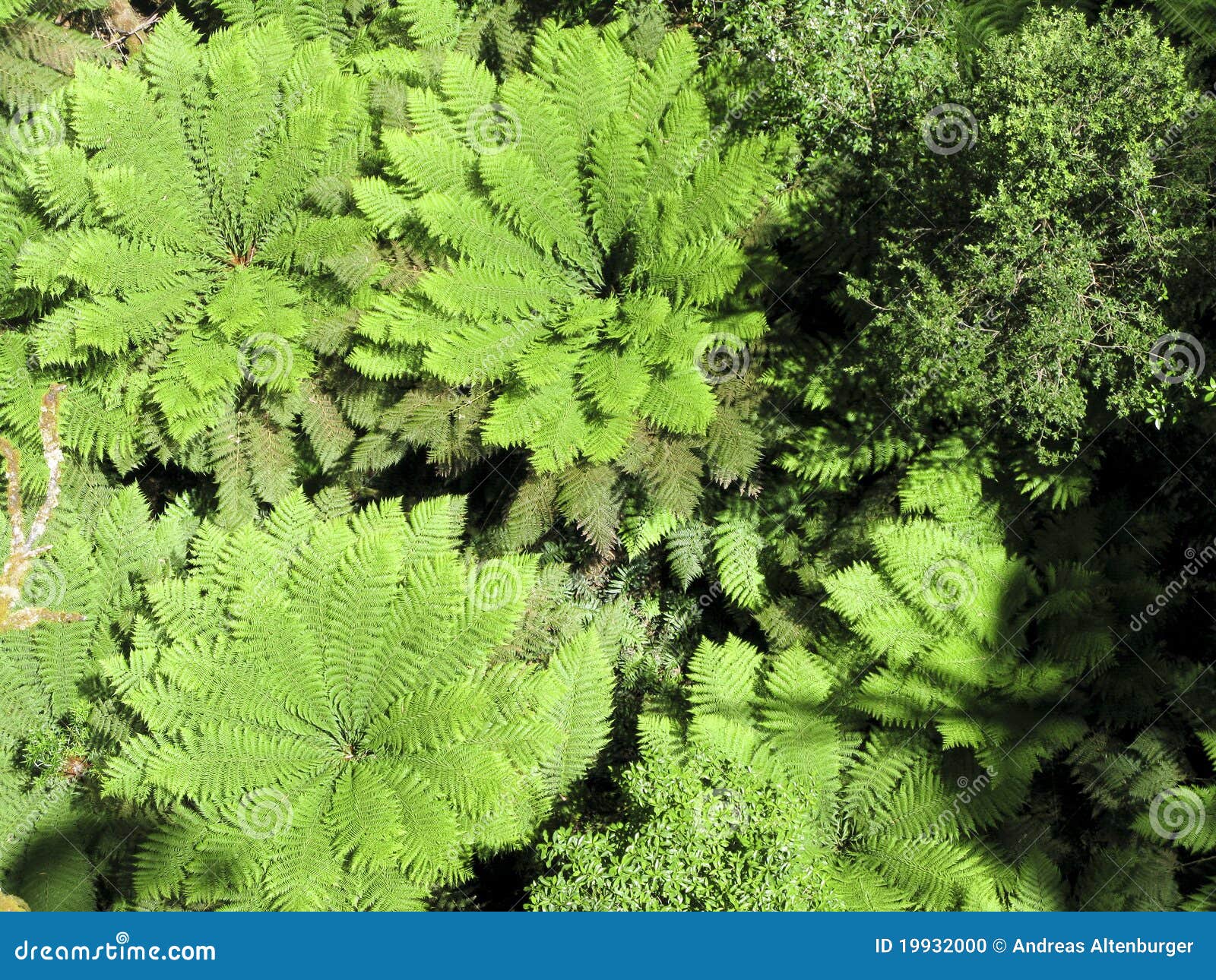 Tree fern seen from above stock photo. Image of leafy - 19932000