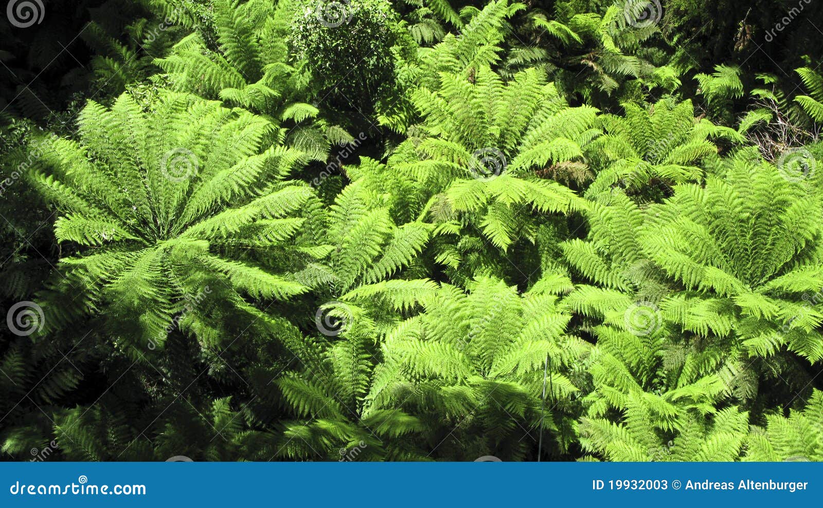 Tree fern seen from above stock image. Image of growing - 19932003