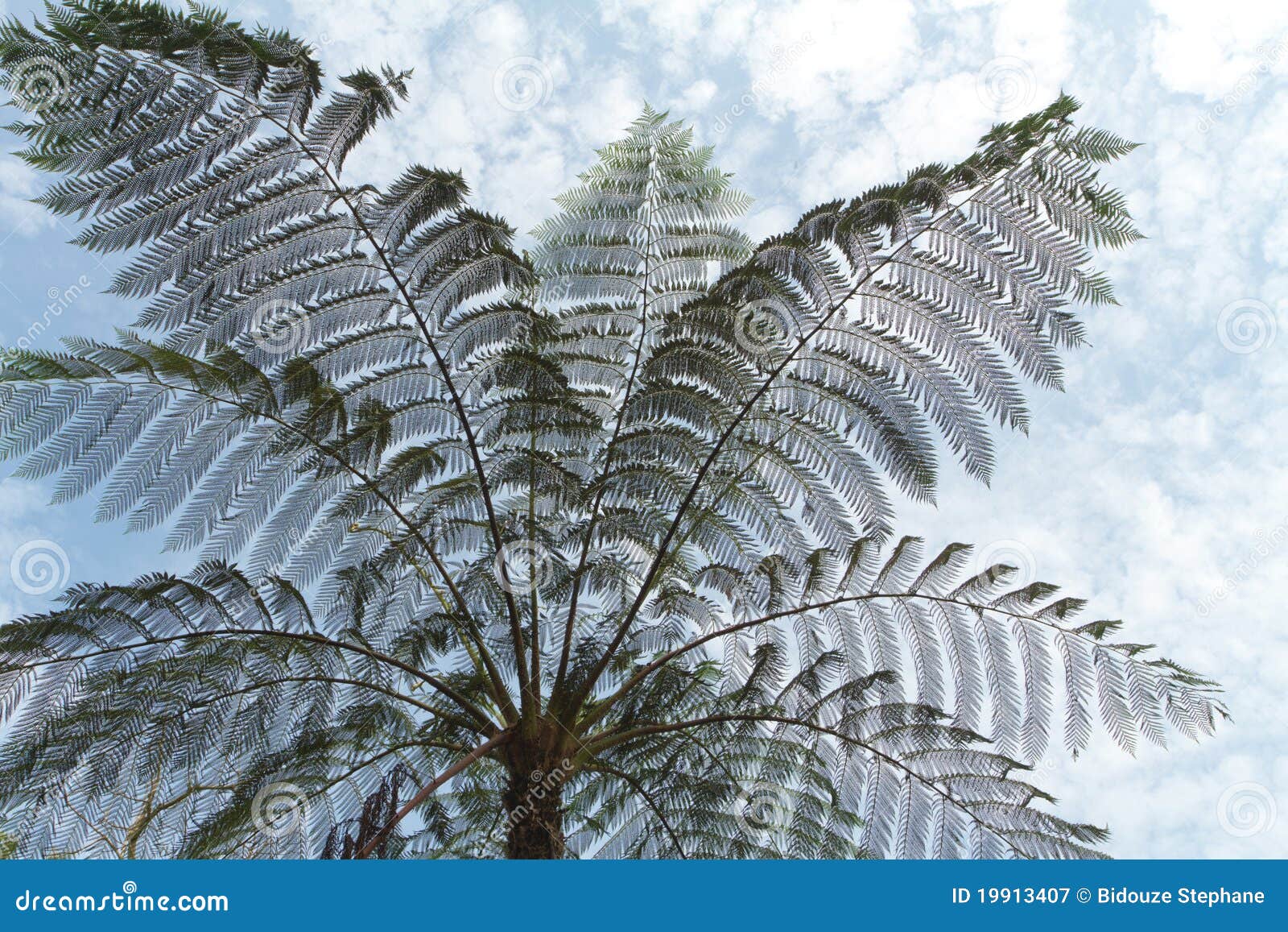 Tree fern silhouette stock image. Image of fern, botany - 19913407