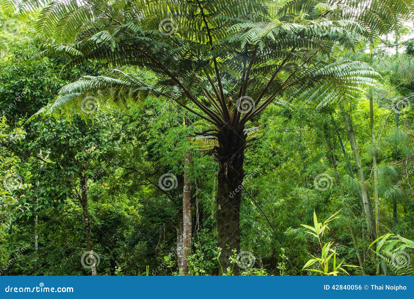 Tree Fern in Tropical Forest Stock Photo - Image of rain, light: 42840056