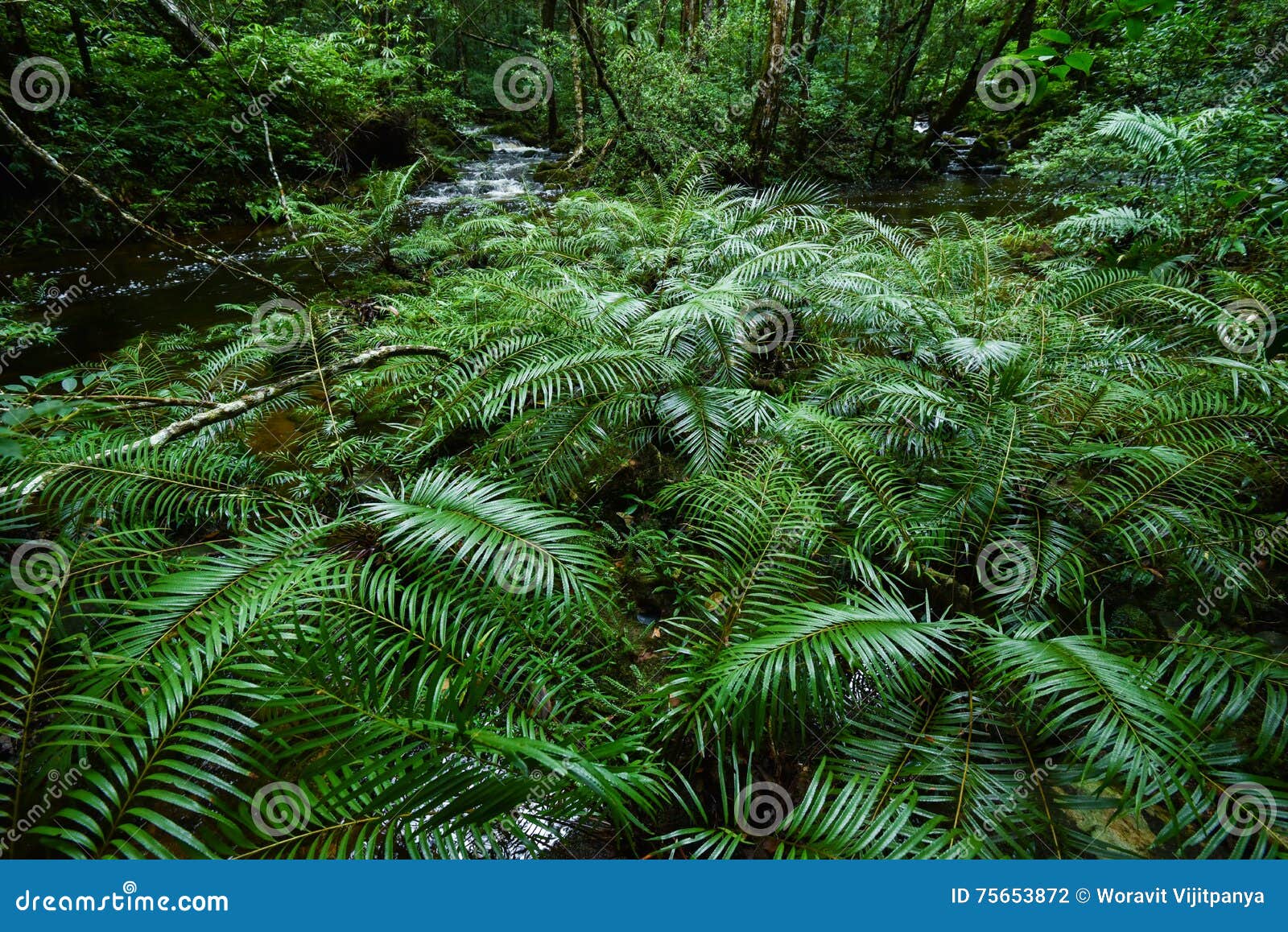 Tree Fern Tropical Rain Forest Stock Photo - Image of australia ...