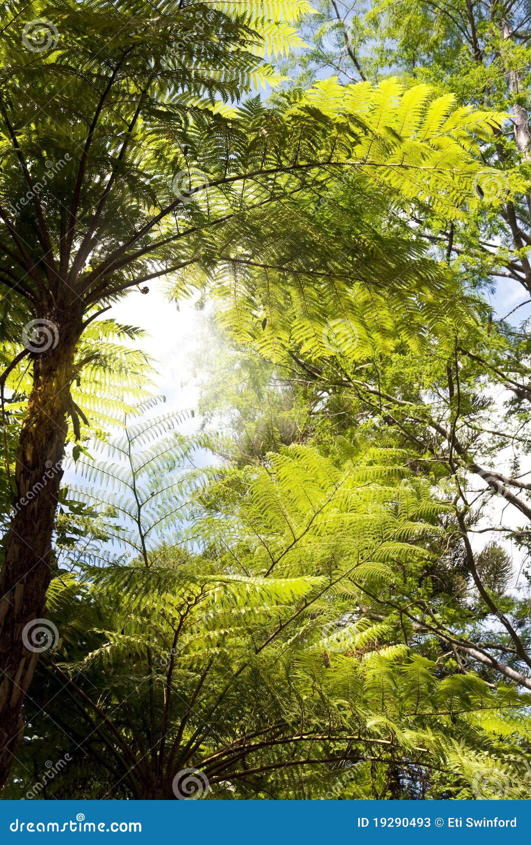 Tree ferns stock image. Image of prehistoric, ferns, environment - 19290493