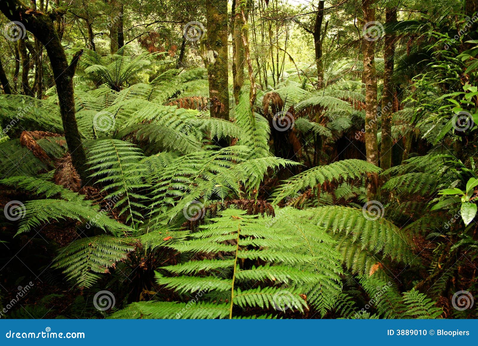 Tree ferns stock photo. Image of forest, area, tasmania - 3889010