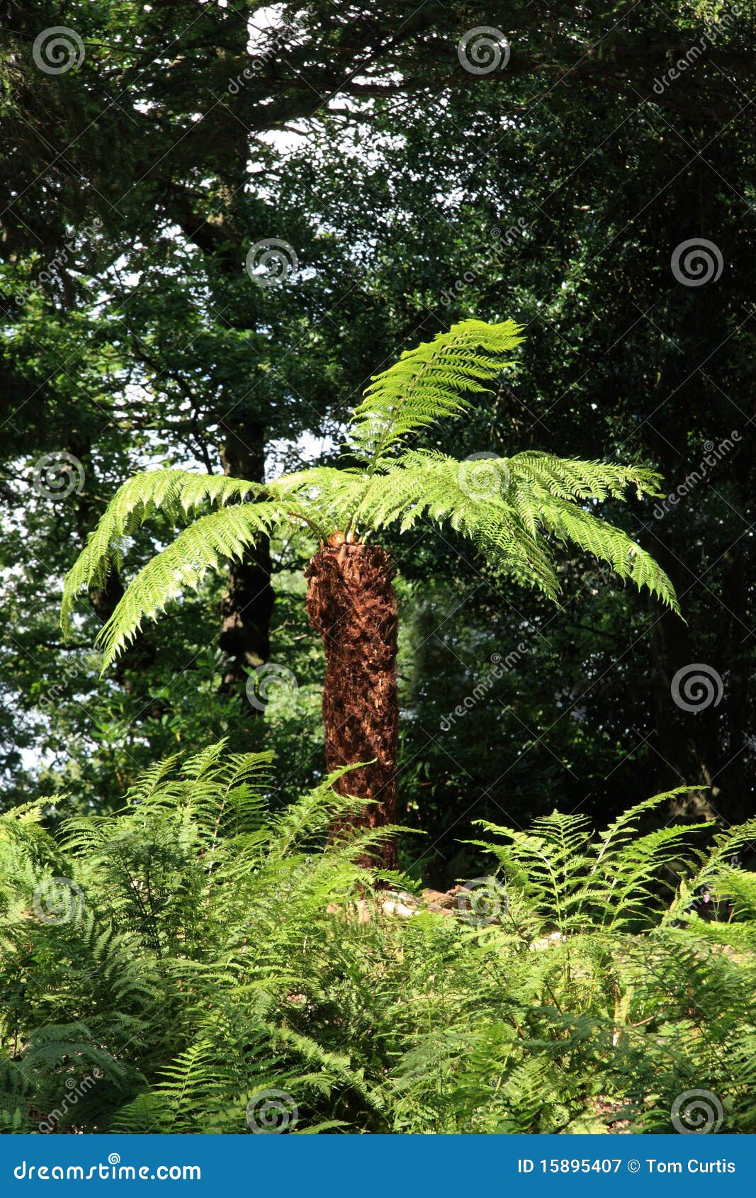 Tree Ferns (Cyatheales) stock image. Image of fern, vegetation - 15895407