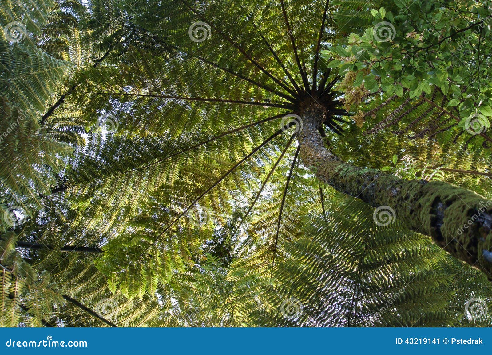Tree ferns stock image. Image of growth, fern, vegetation - 43219141