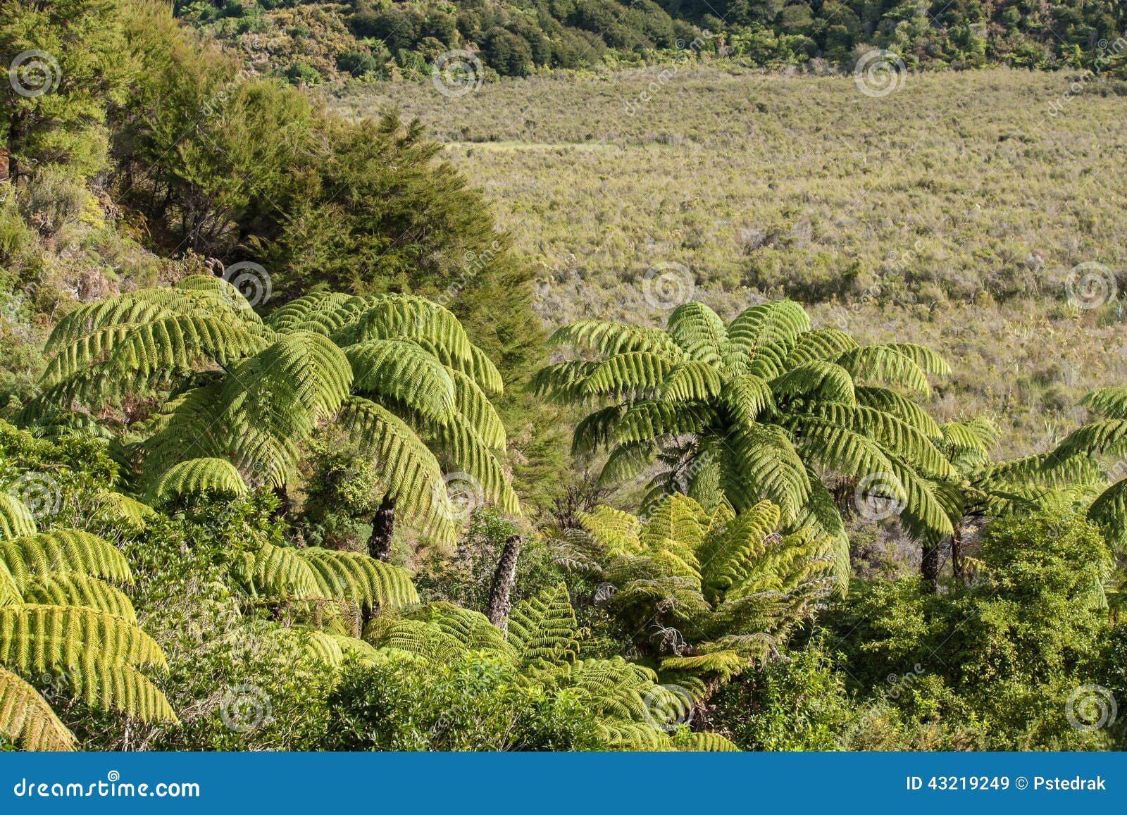 Tree Ferns Growing on Marshes Stock Image - Image of lepifera, growing ...