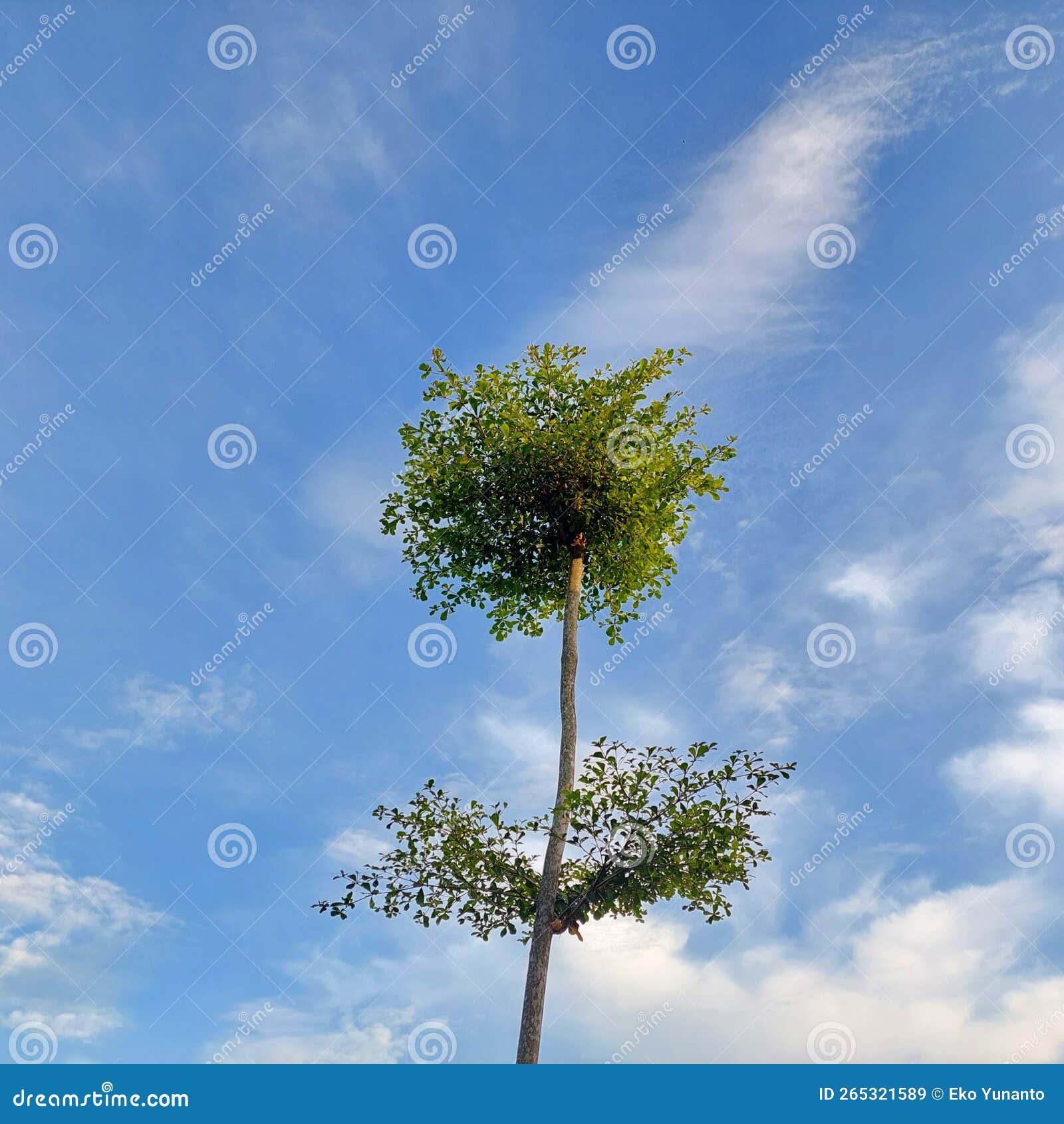 A Tree with Few and Clustered Leaves, Seen Directly from Below Stock ...
