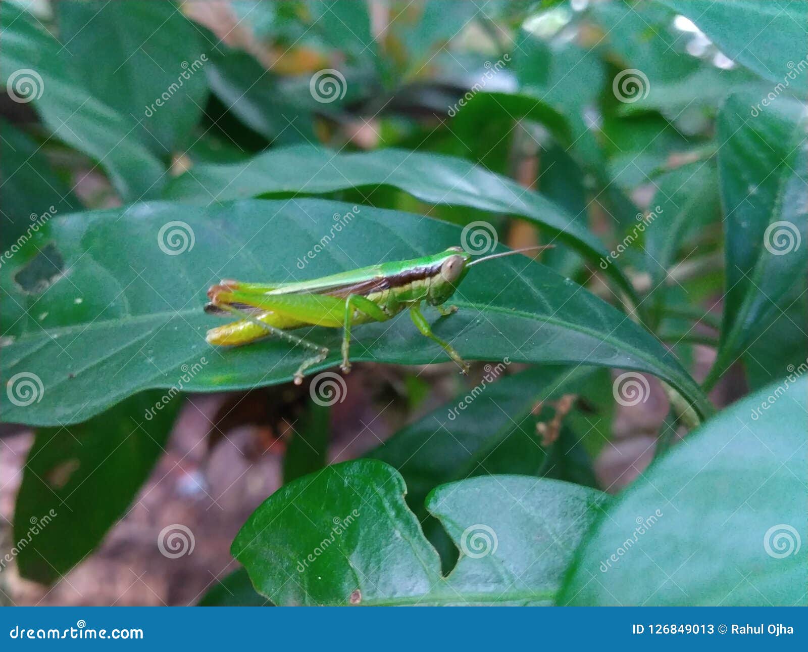 Flaing Bird Stock Photos - Free & Royalty-Free Stock Photos from Dreamstime