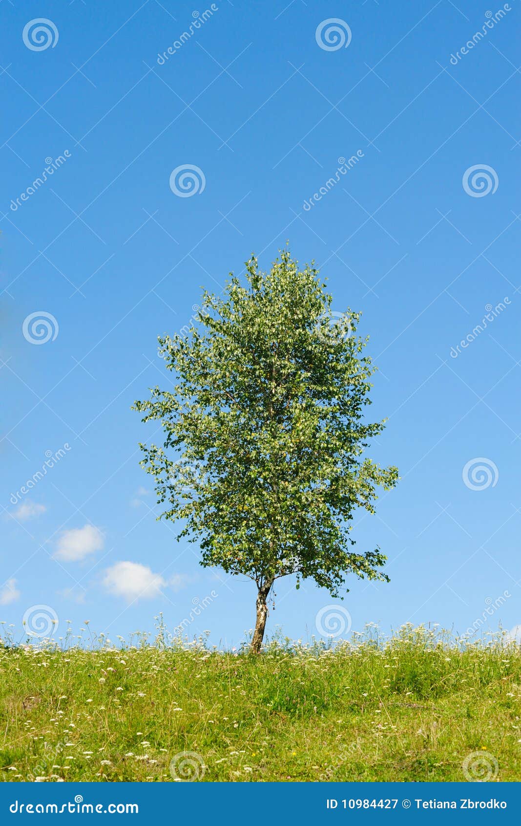 Tree on field stock image. Image of horizon, solitude - 10984427