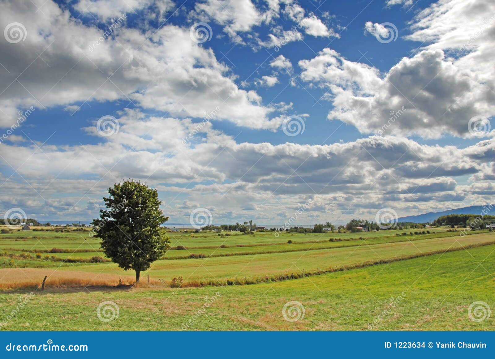 Tree in field stock photo. Image of cloudfield, ground - 1223634