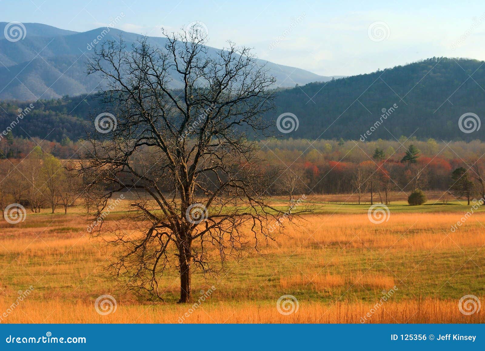 Tree in field stock photo. Image of cove, great, field - 125356