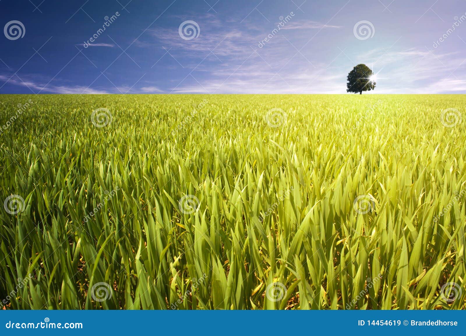 Tree on field stock image. Image of grain, floral, farm - 14454619