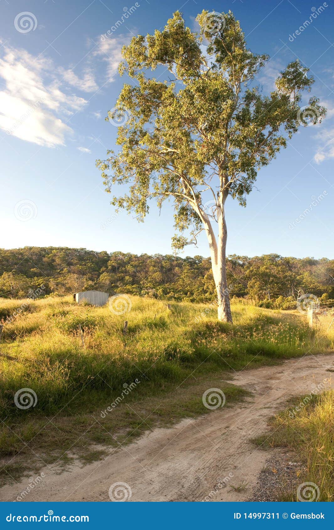 Tree in Field stock image. Image of plants, cloud, road - 14997311