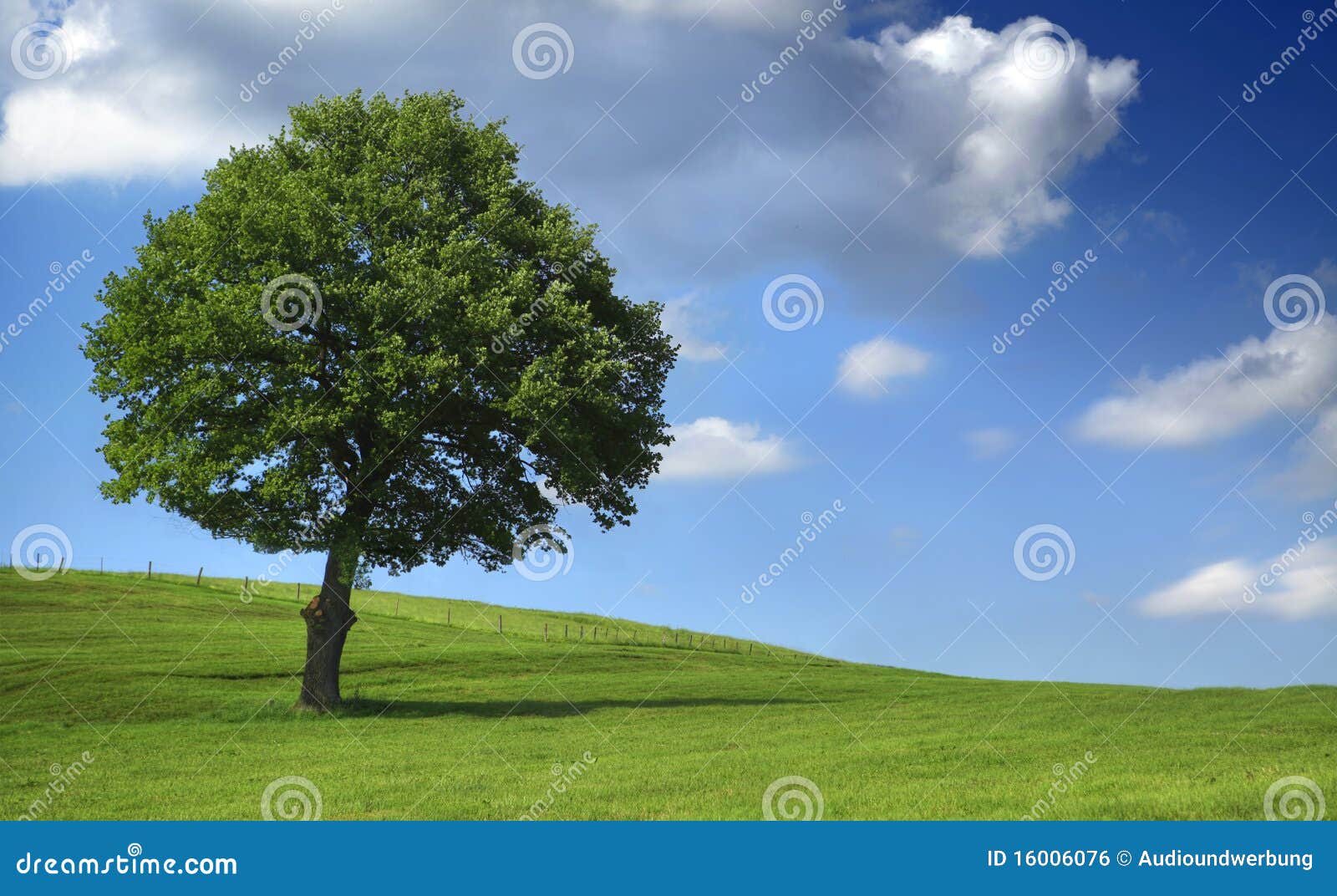 Tree on field stock photo. Image of plant, dynamic, natural - 16006076
