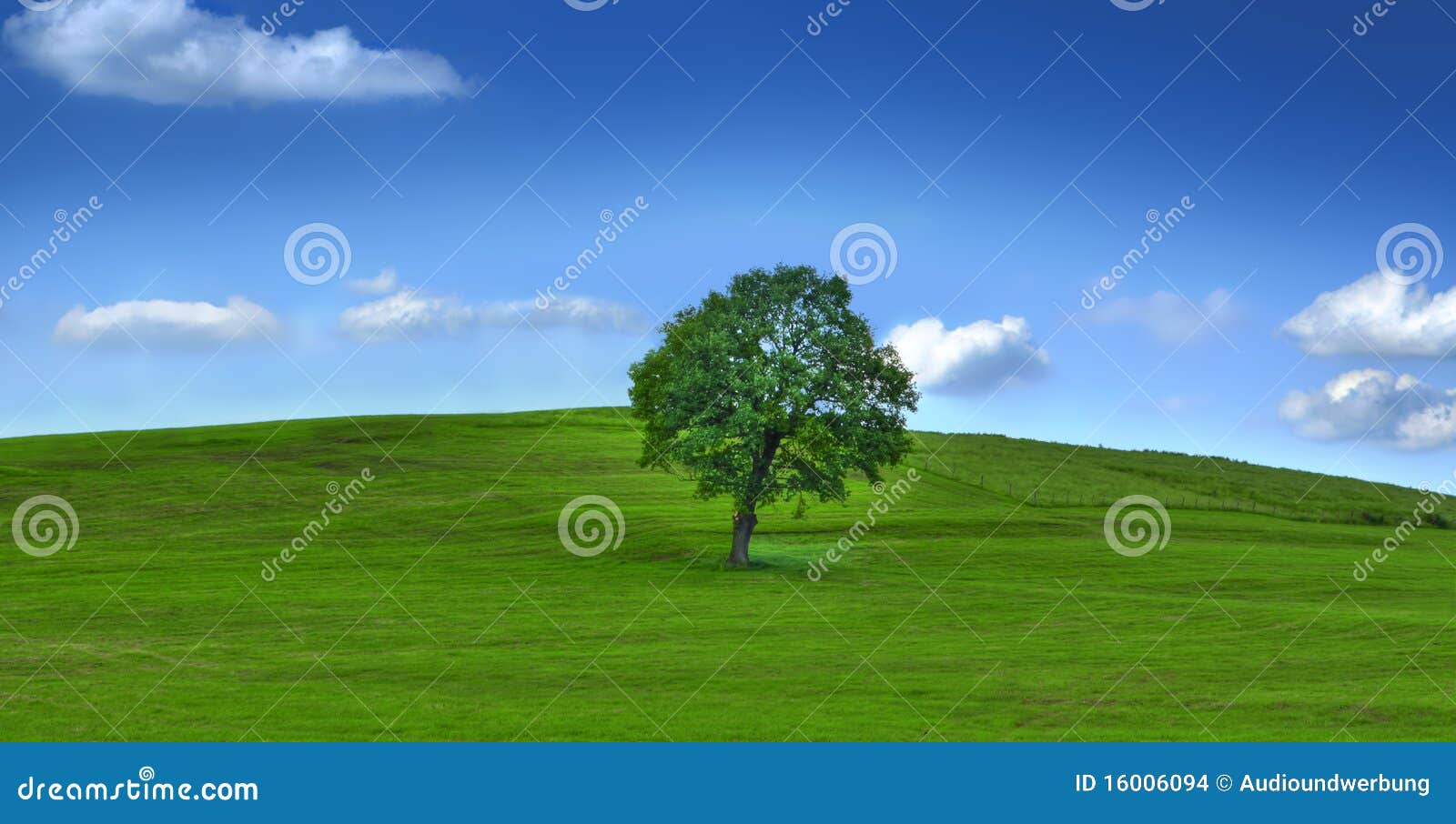 Tree on field stock photo. Image of plant, peace, landscape - 16006094