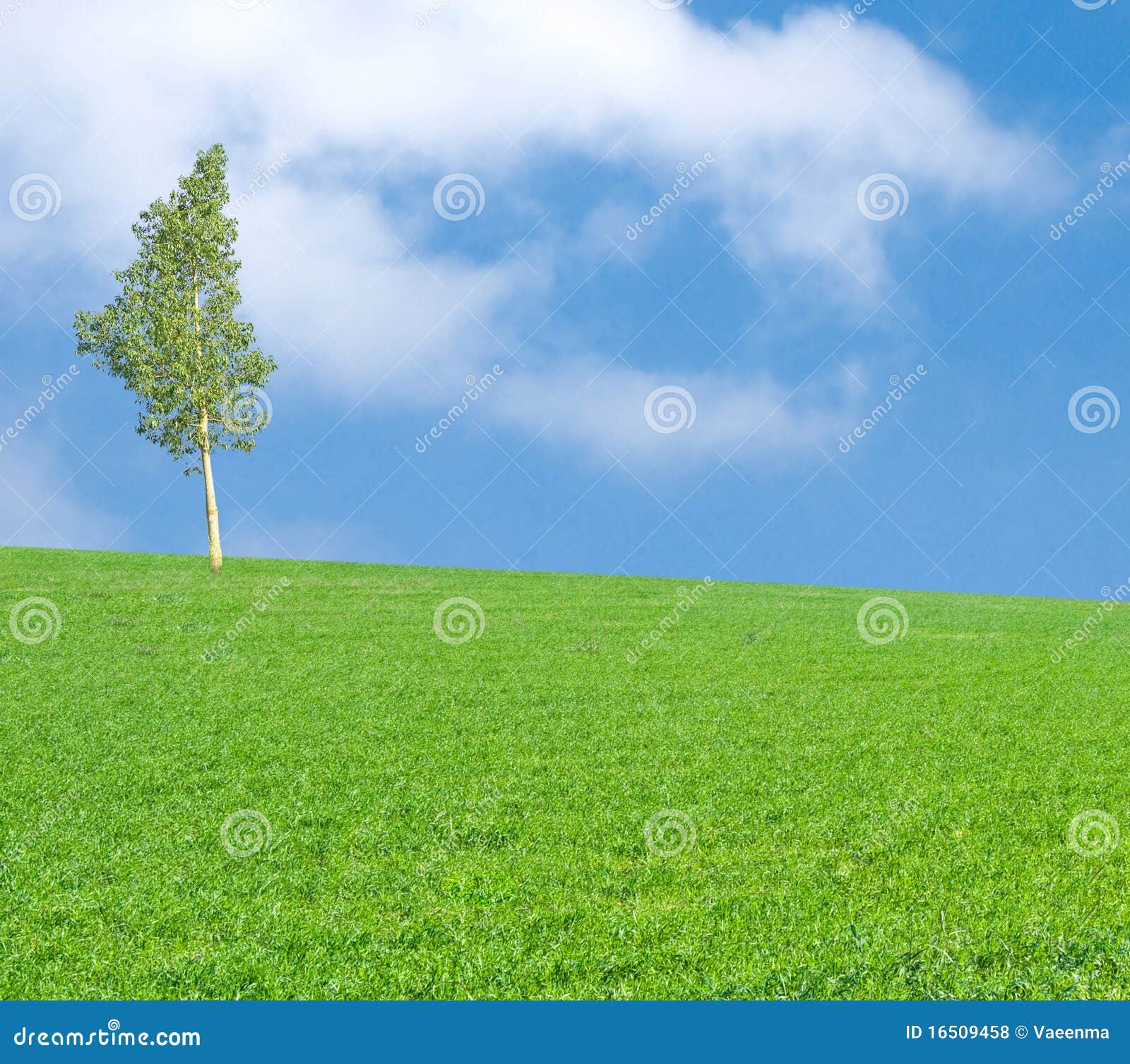 Tree in field stock photo. Image of outdoor, planting - 16509458