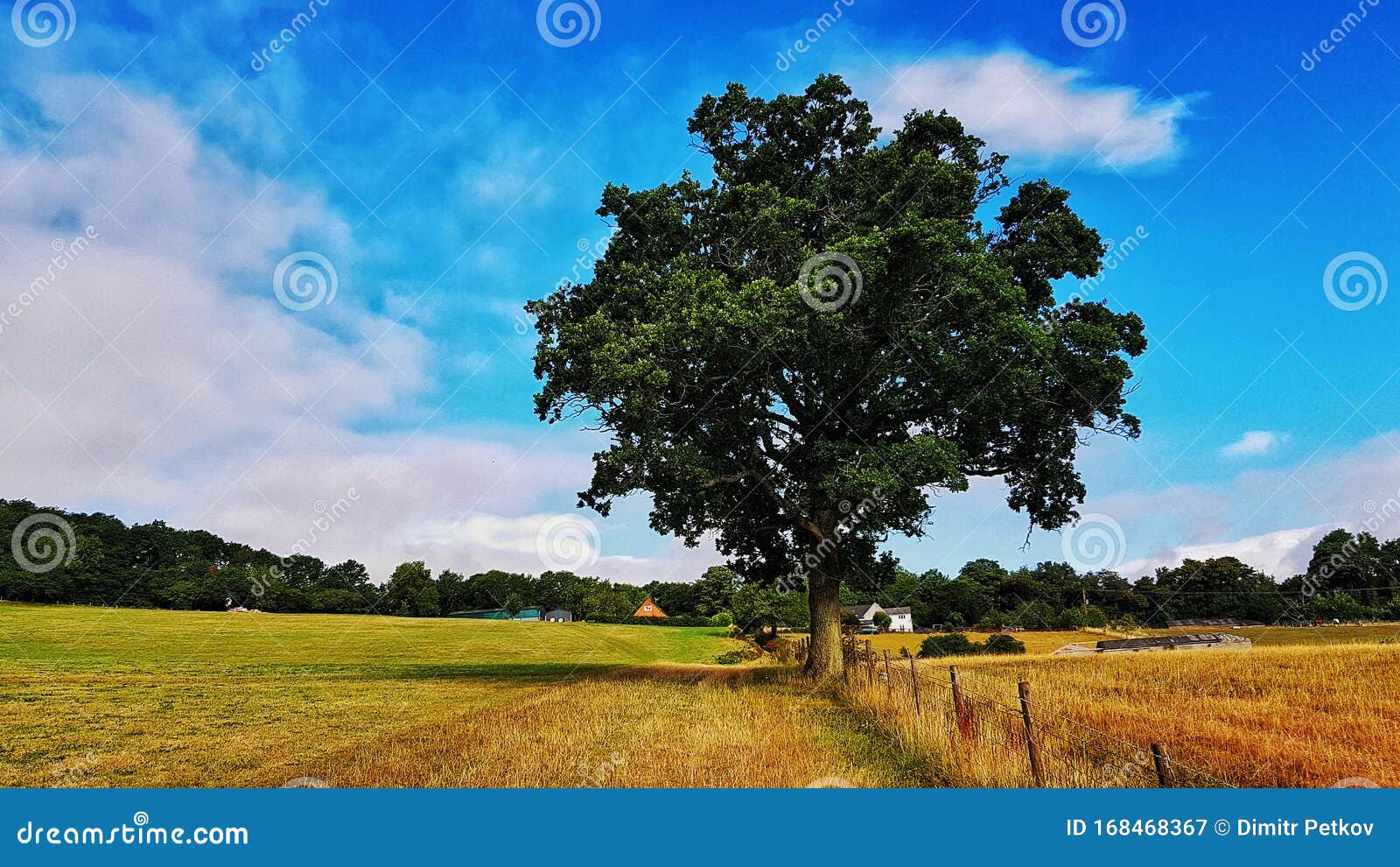 Tree at the field stock image. Image of tree, farm, field - 168468367