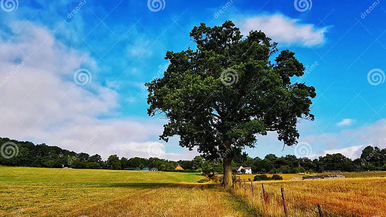 Tree at the field stock image. Image of tree, farm, field - 168468367