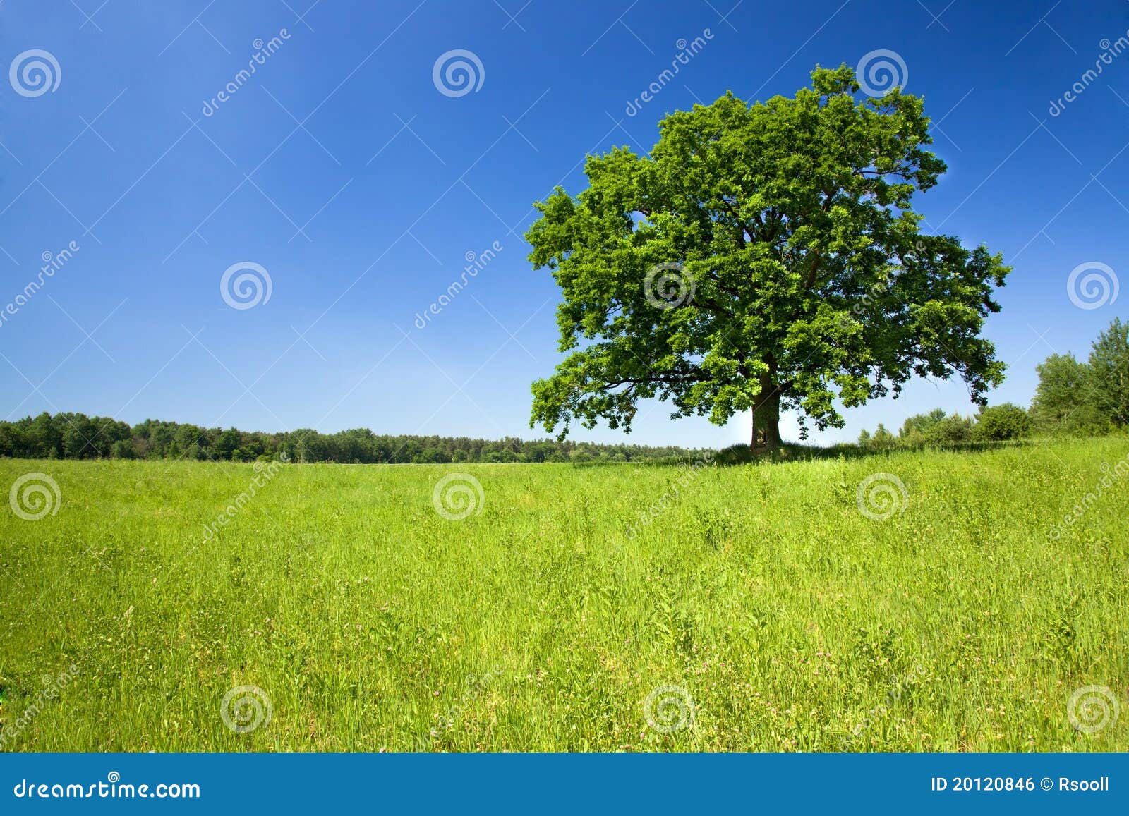 Tree in the field stock photo. Image of deciduous, meadow - 20120846