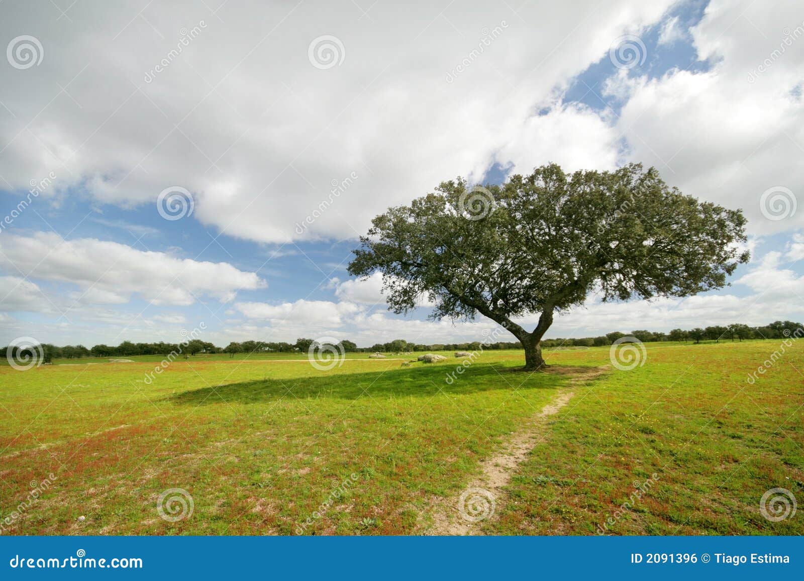 Tree in the field stock photo. Image of rural, field, farm - 2091396