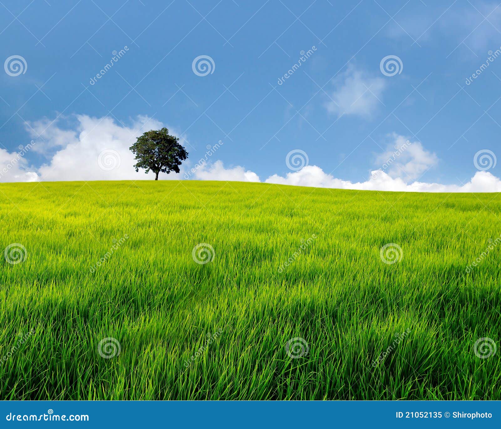 Tree on field stock image. Image of outdoor, nature, horizon - 21052135