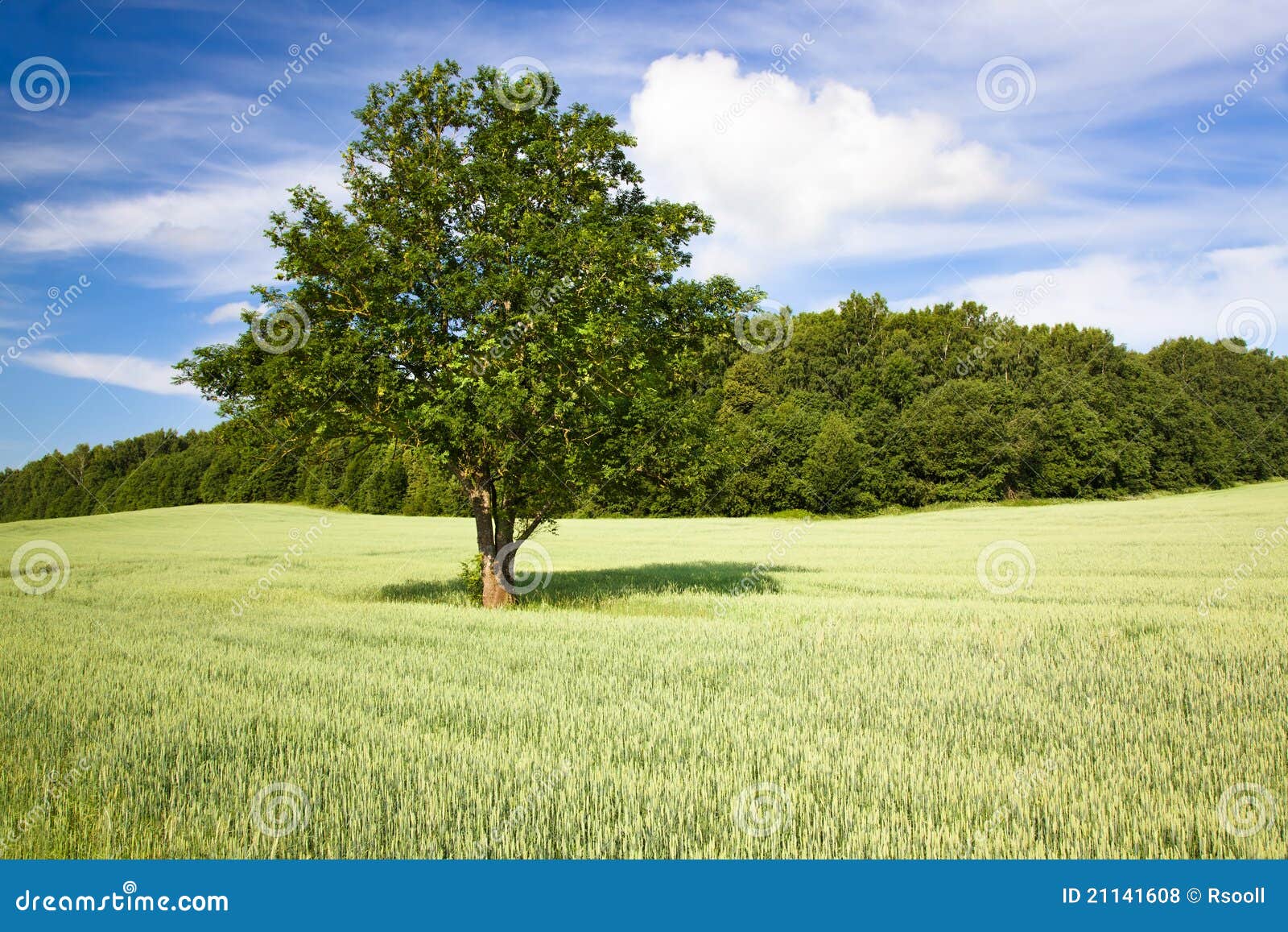 Tree in the field stock photo. Image of deciduous, outside - 21141608