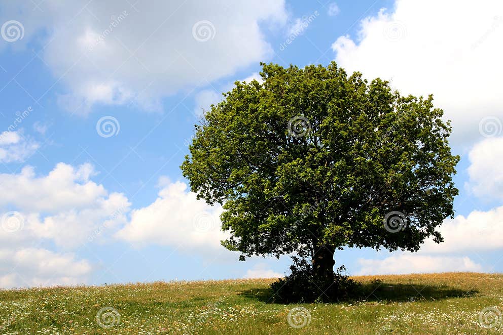 Tree in a field stock image. Image of nature, natural - 2327369
