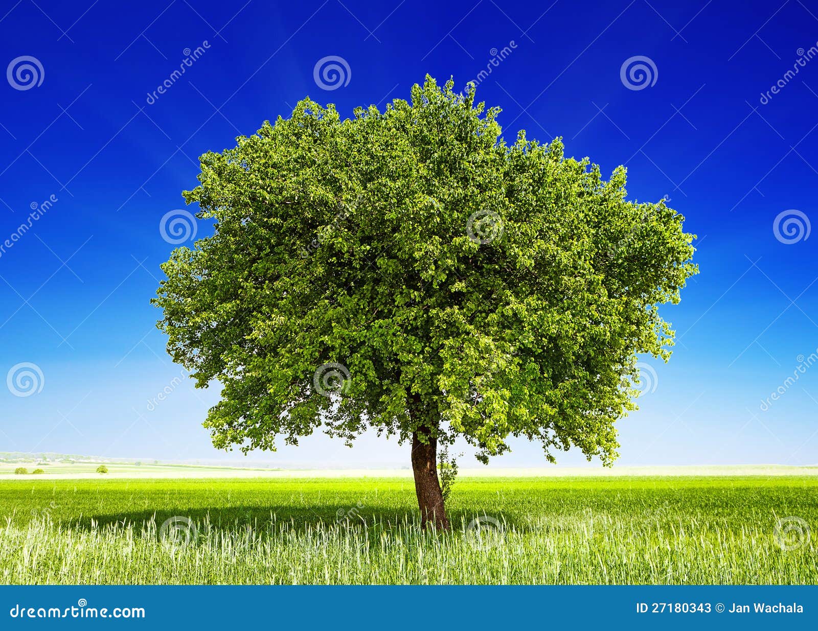 Tree on the field stock image. Image of earth, green - 27180343