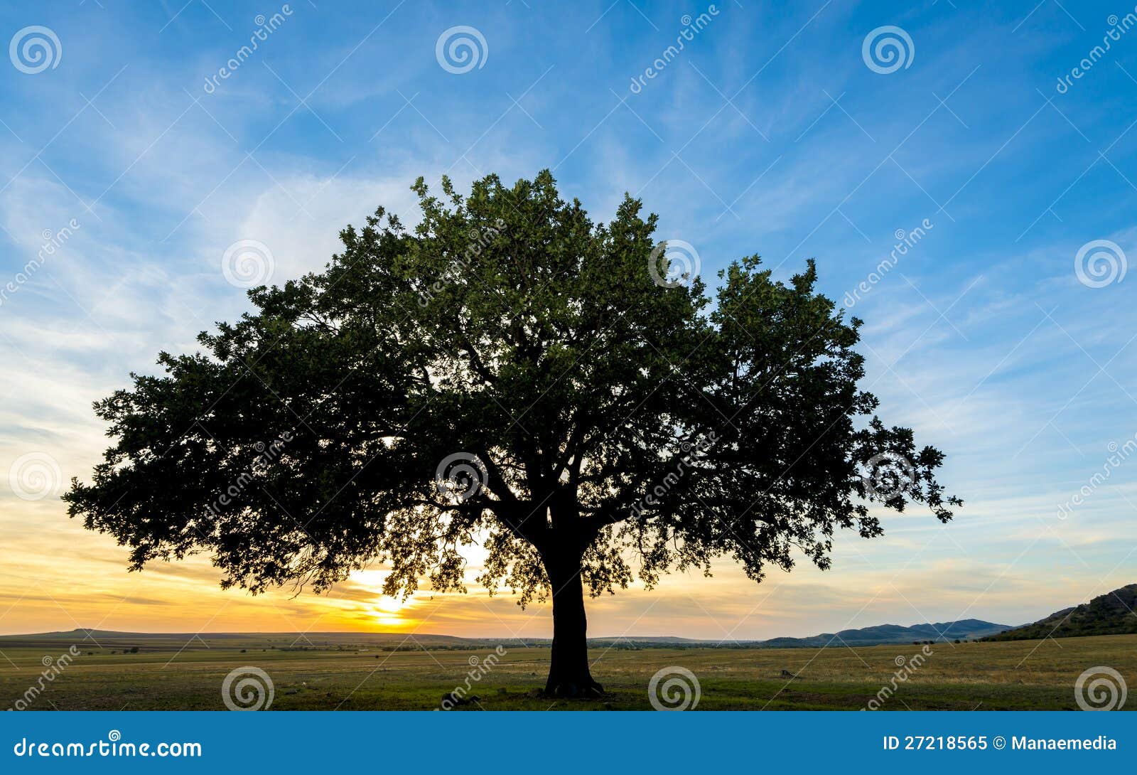 Tree on field stock image. Image of rural, beauty, ecology - 27218565