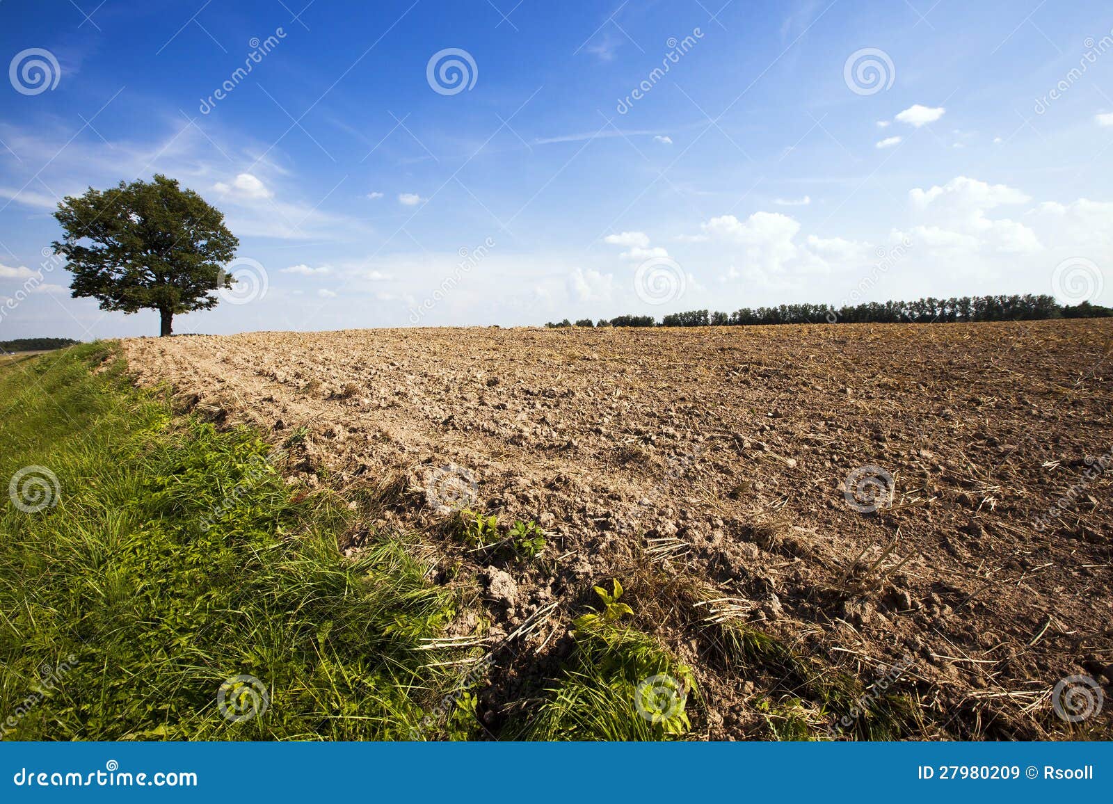 Tree in the field stock image. Image of color, clouds - 27980209